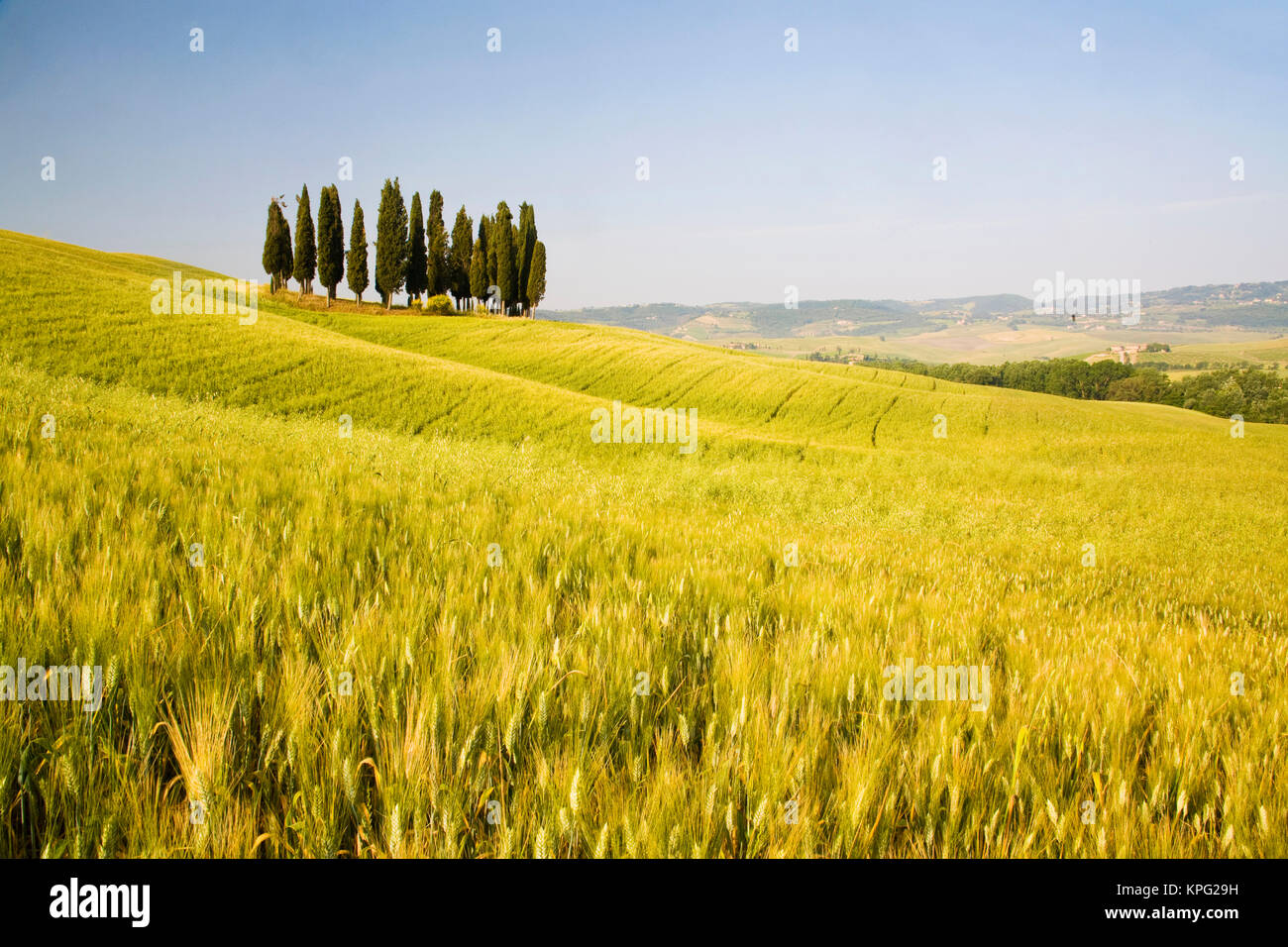 Italy, Tuscnay, Grouping of Tuscan Cypress Trees In Wheat Field Stock ...