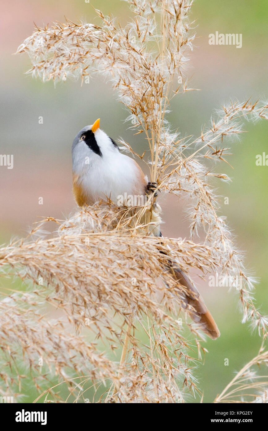 Bearded Tit ( Panurus biarmicus Stock Photo - Alamy