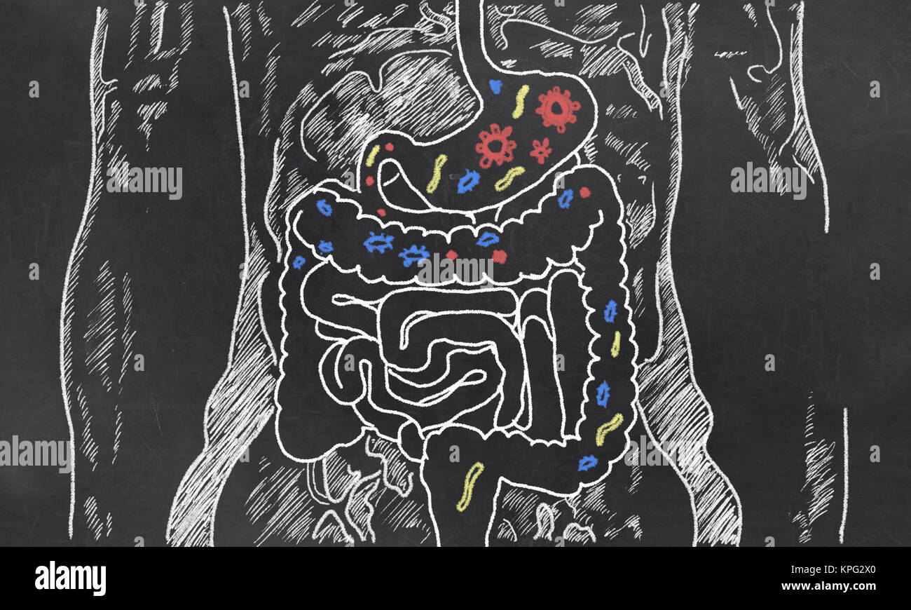 Guts intestine hi-res stock photography and images - Alamy