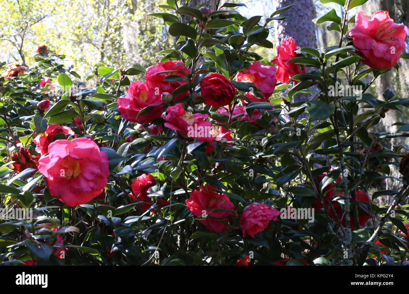 Camelie hi-res stock photography and images - Alamy