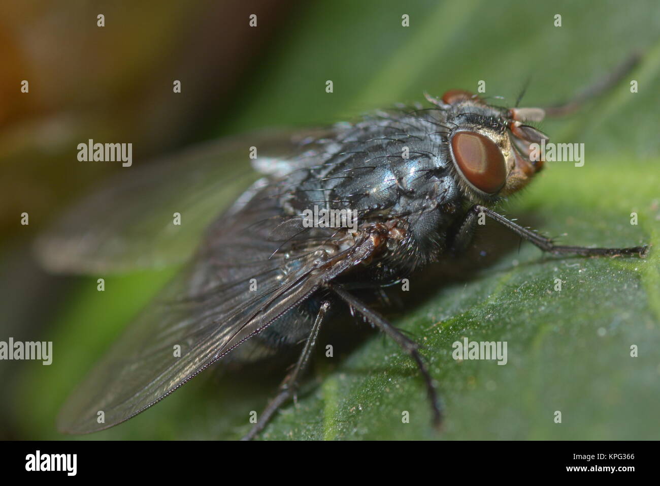 Two wing fly hi-res stock photography and images - Alamy