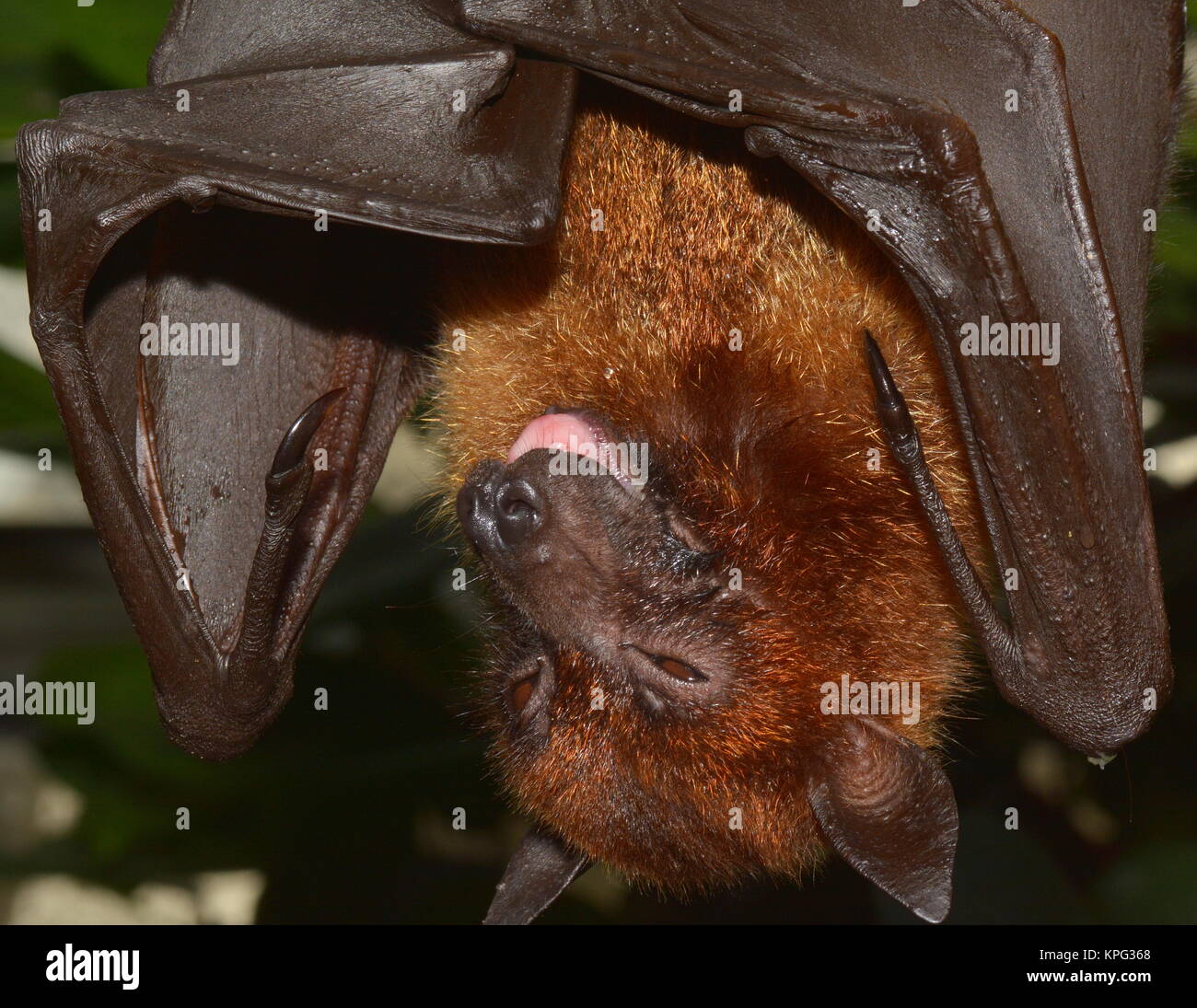 Hanging flying fox hi-res stock photography and images - Alamy