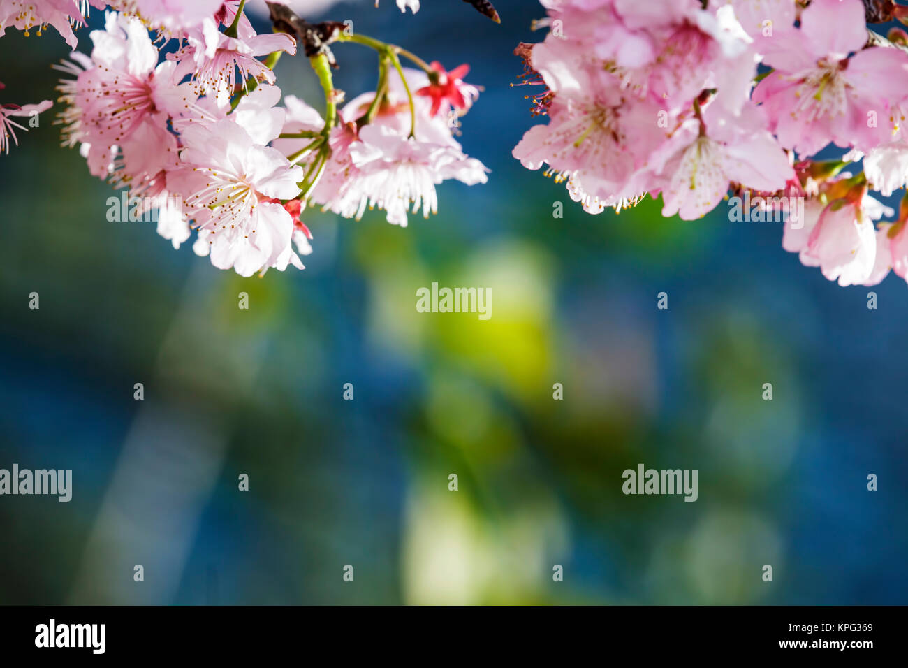 Sakura. Cherry Blossom in Taiwan. Beautiful Pink Flowers Stock Photo ...