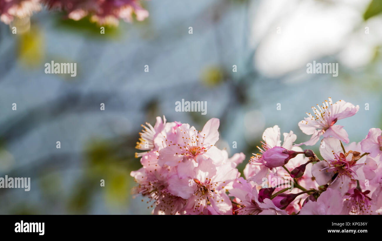 Sakura. Cherry Blossom in Taiwan. Beautiful Pink Flowers Stock Photo ...