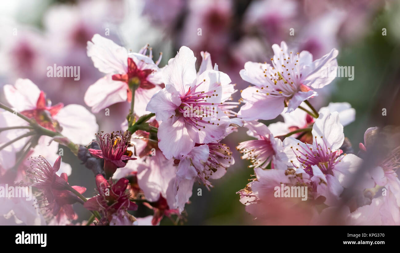 Sakura. Cherry Blossom in Taiwan. Beautiful Pink Flowers Stock Photo ...