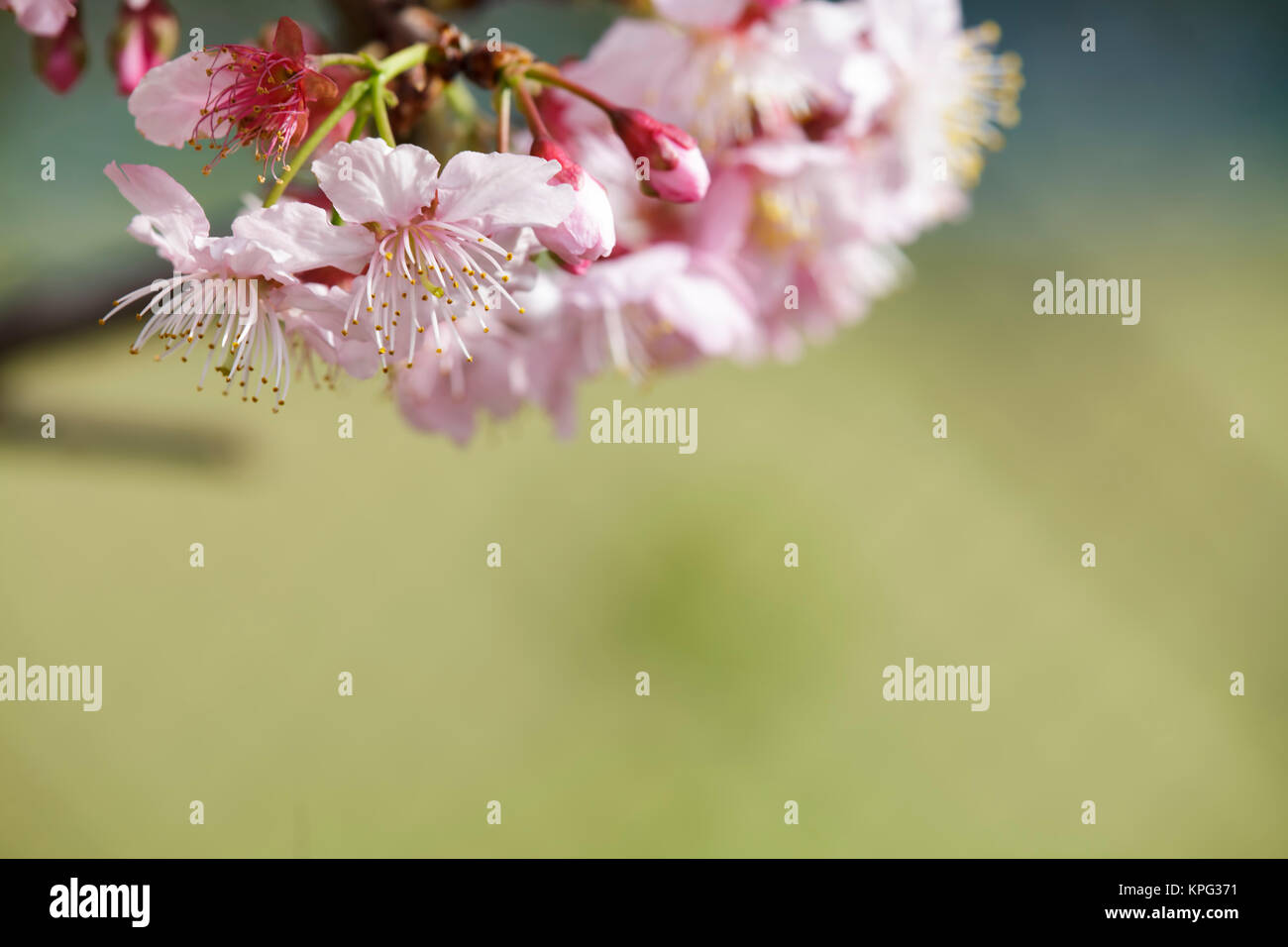 Sakura. Cherry Blossom in Taiwan. Beautiful Pink Flowers Stock Photo ...