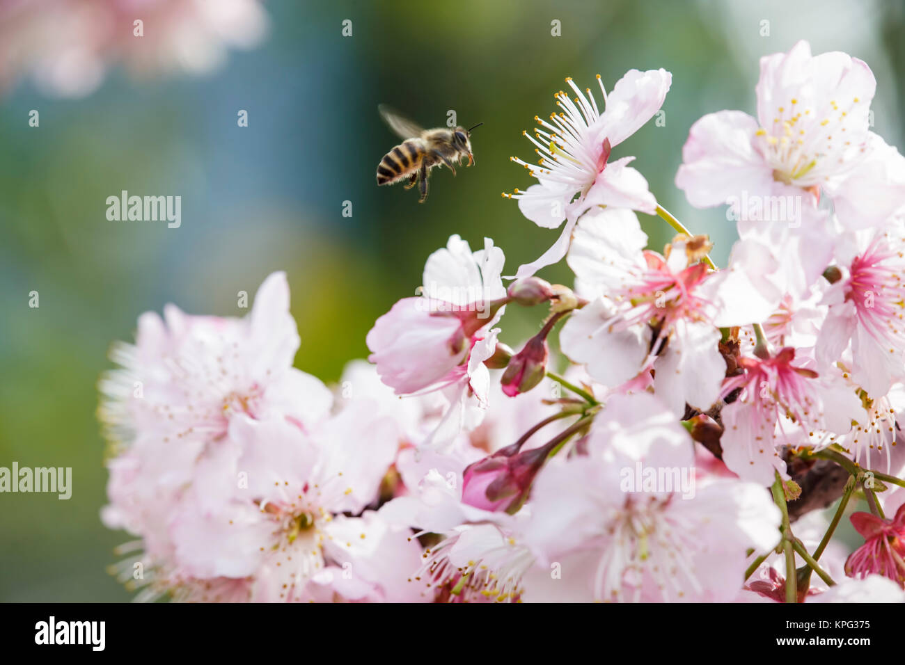 Sakura. Cherry Blossom in Taiwan. Beautiful Pink Flowers Stock Photo ...