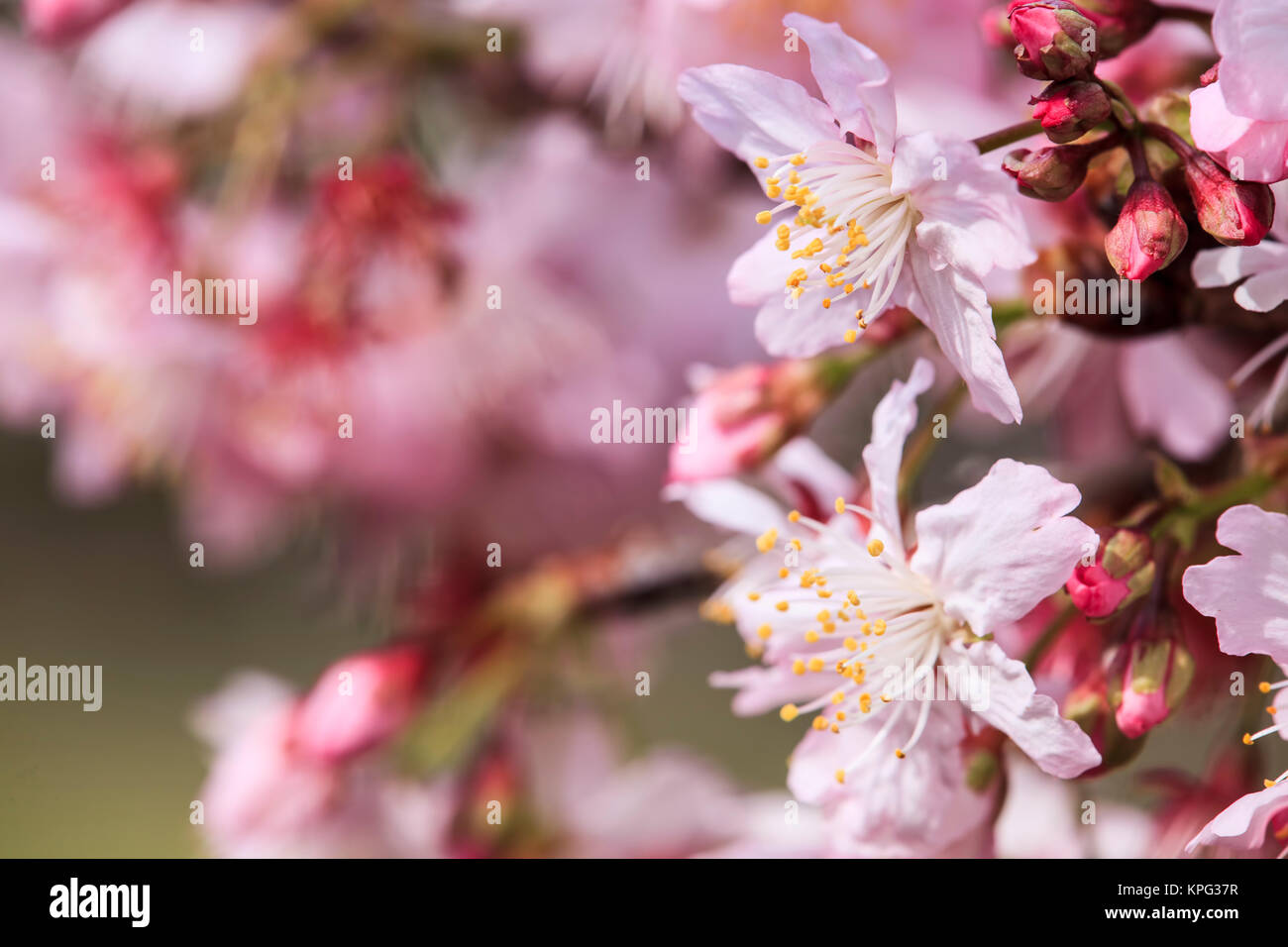 Sakura. Cherry Blossom in Taiwan. Beautiful Pink Flowers Stock Photo ...
