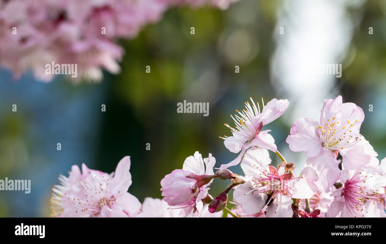 Sakura. Cherry Blossom in Taiwan. Beautiful Pink Flowers Stock Photo ...