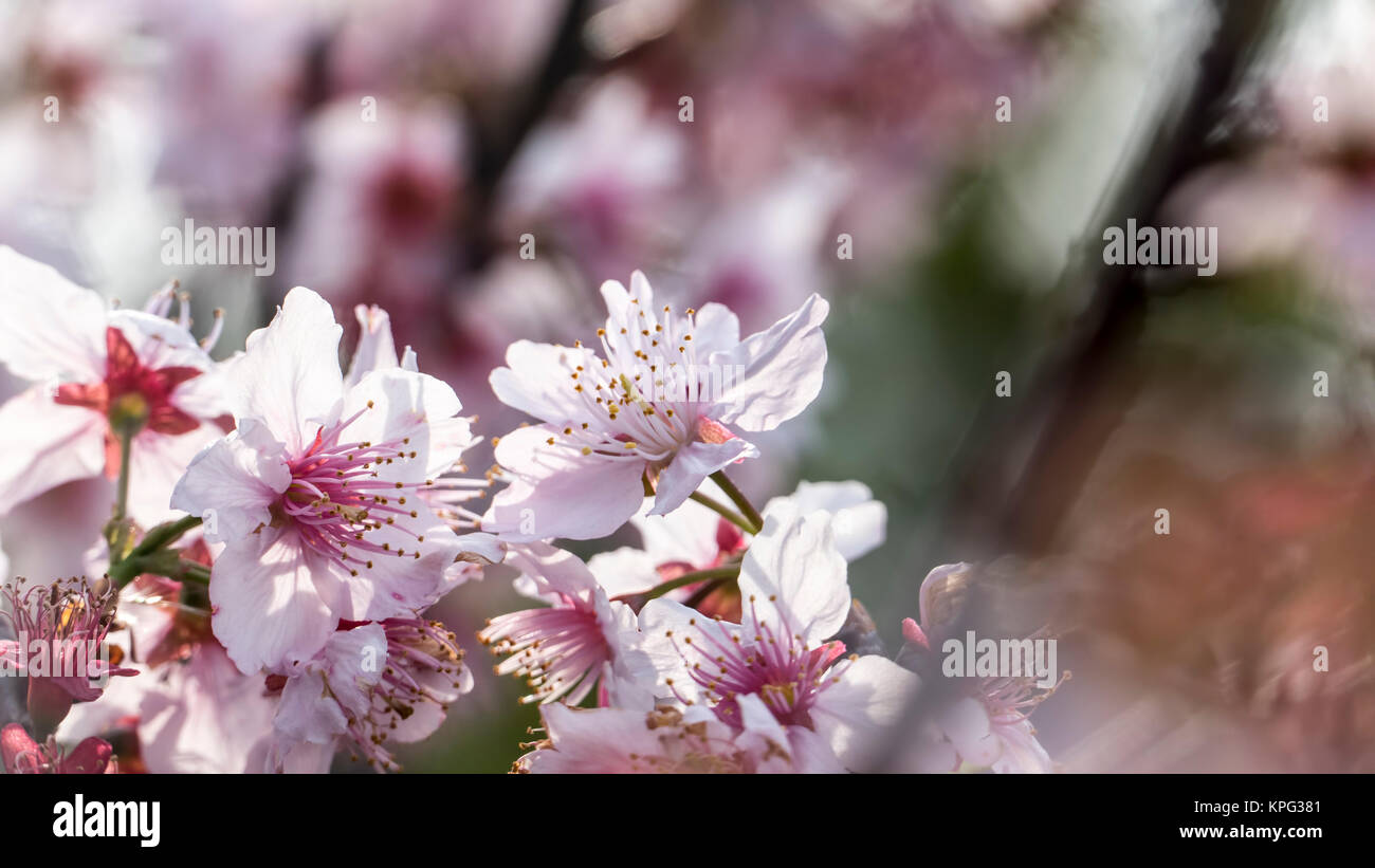 Sakura. Cherry Blossom in Taiwan. Beautiful Pink Flowers Stock Photo ...