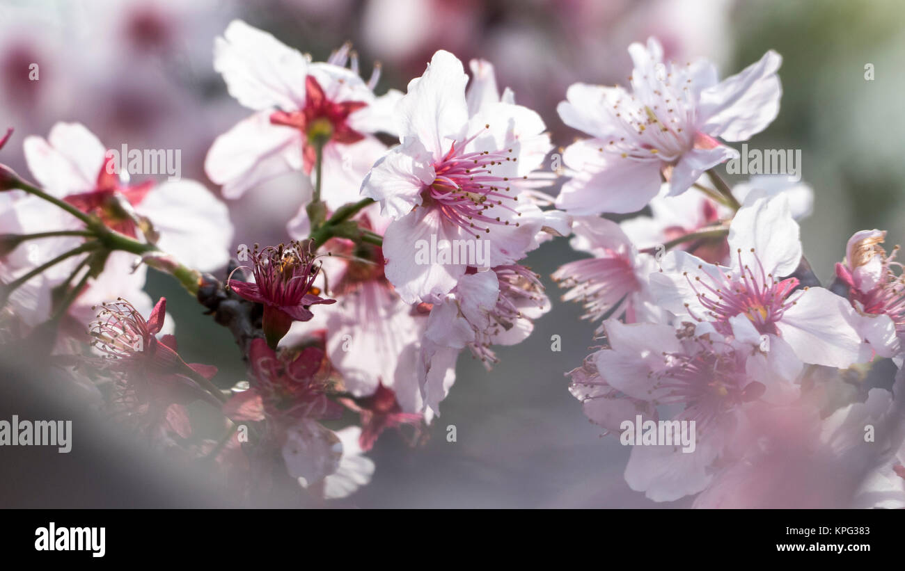 Sakura. Cherry Blossom in Taiwan. Beautiful Pink Flowers Stock Photo ...