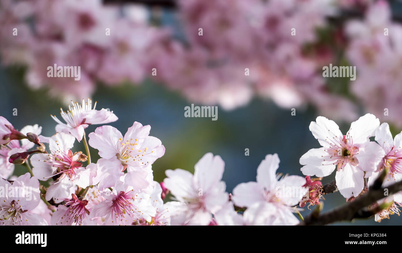 Sakura. Cherry Blossom in Taiwan. Beautiful Pink Flowers Stock Photo ...
