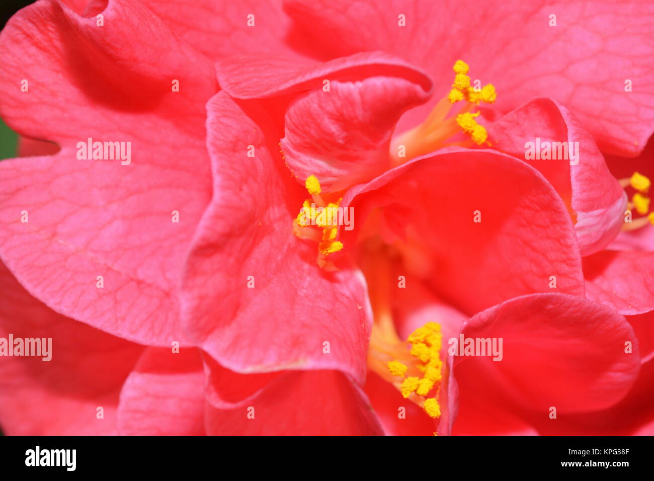 Camelie hi-res stock photography and images - Alamy