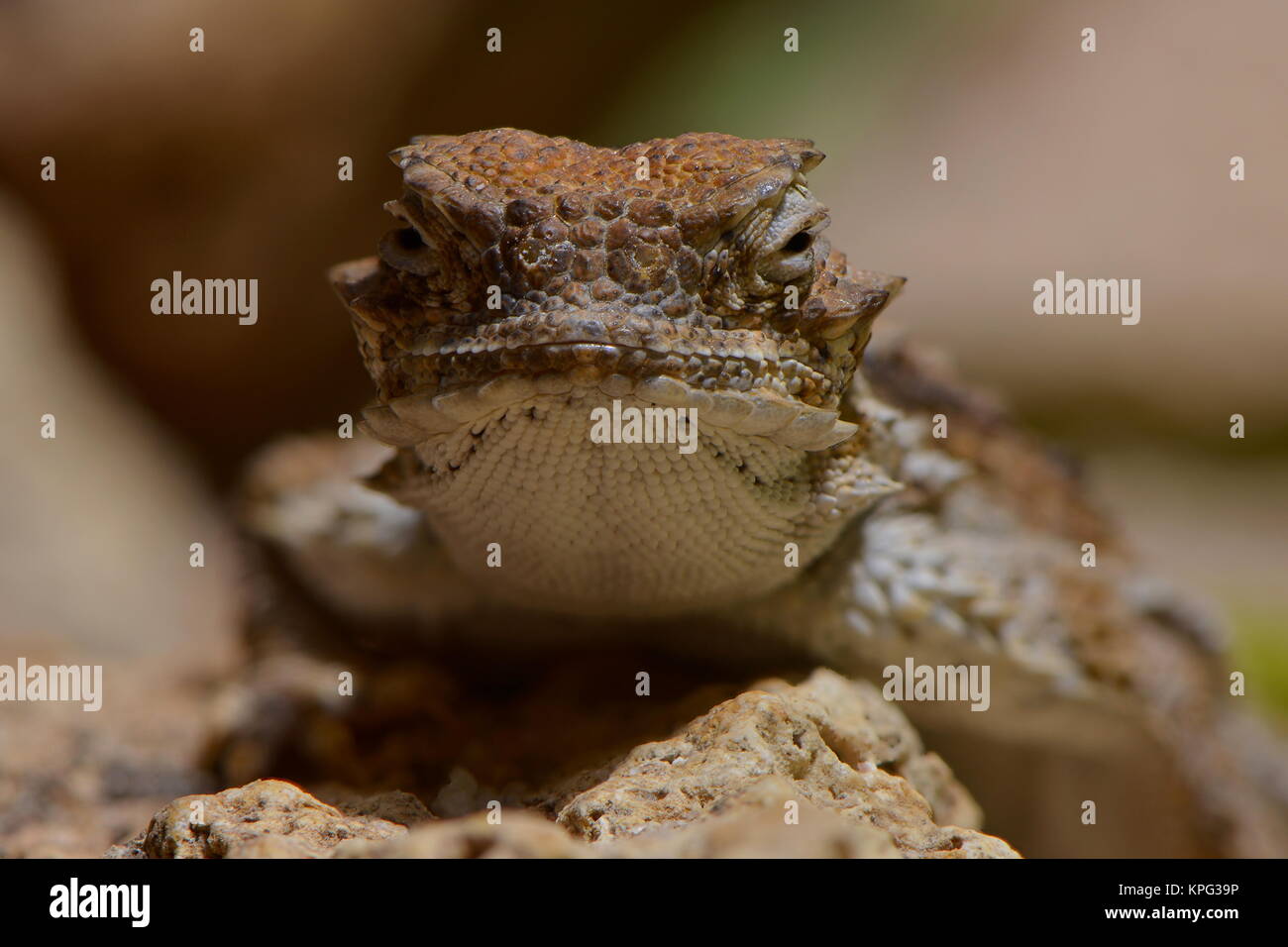 Desert toad lizard Stock Photo - Alamy
