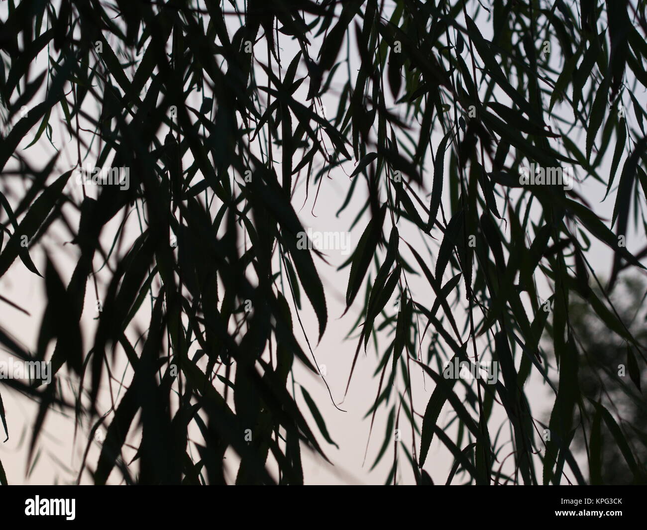 Underexpose Salix Babylonica Leaf. From Riverside Garden in Tianjin ...