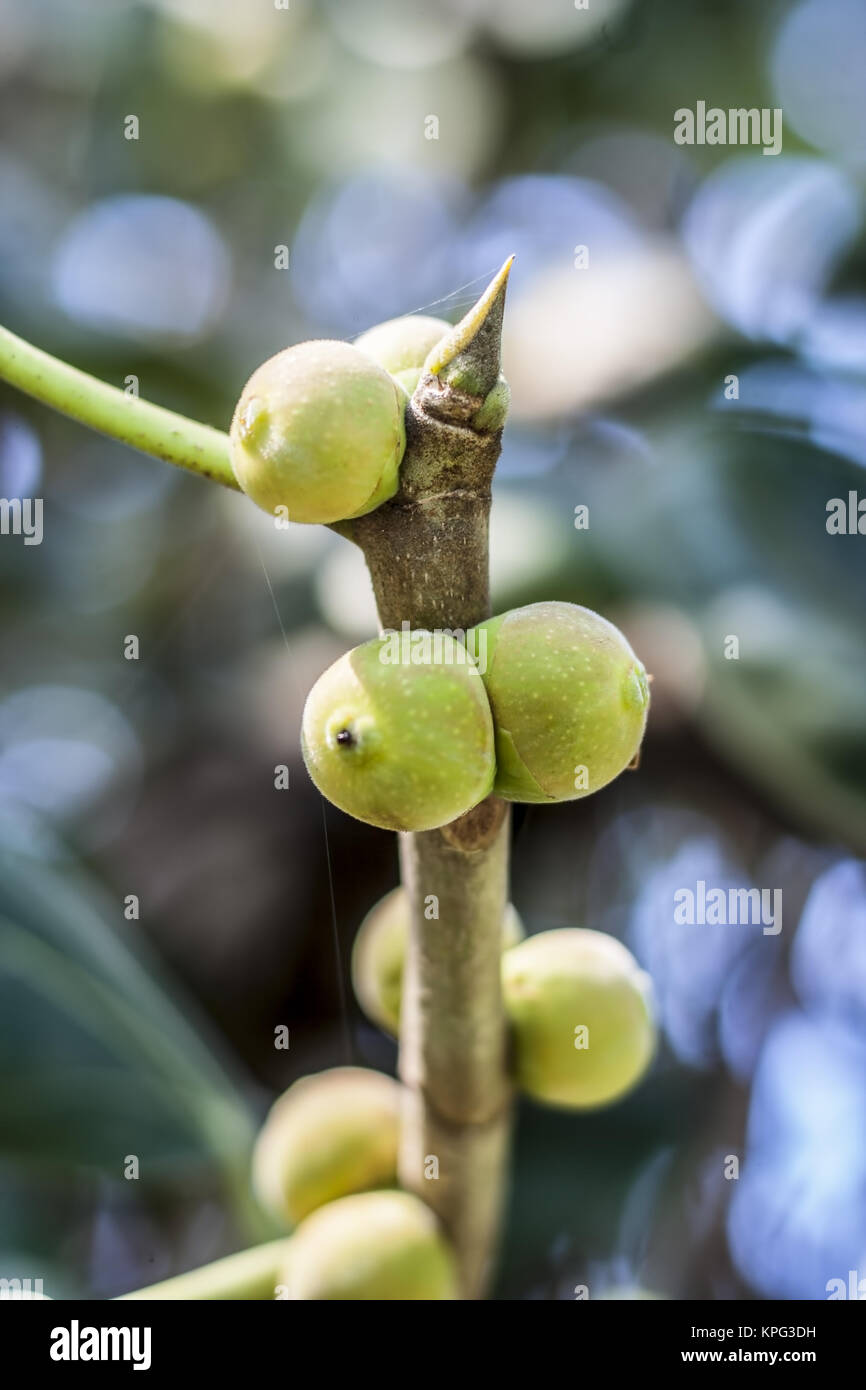 Fruit of Ficus benghalensis,The Indian Banyan tree Stock Photo - Alamy