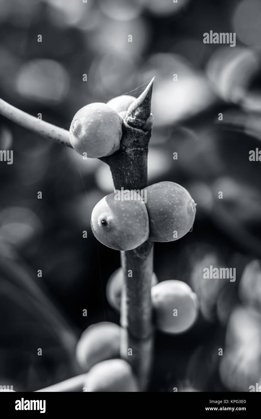 Fruit of Ficus benghalensis,The Indian Banyan tree Stock Photo - Alamy