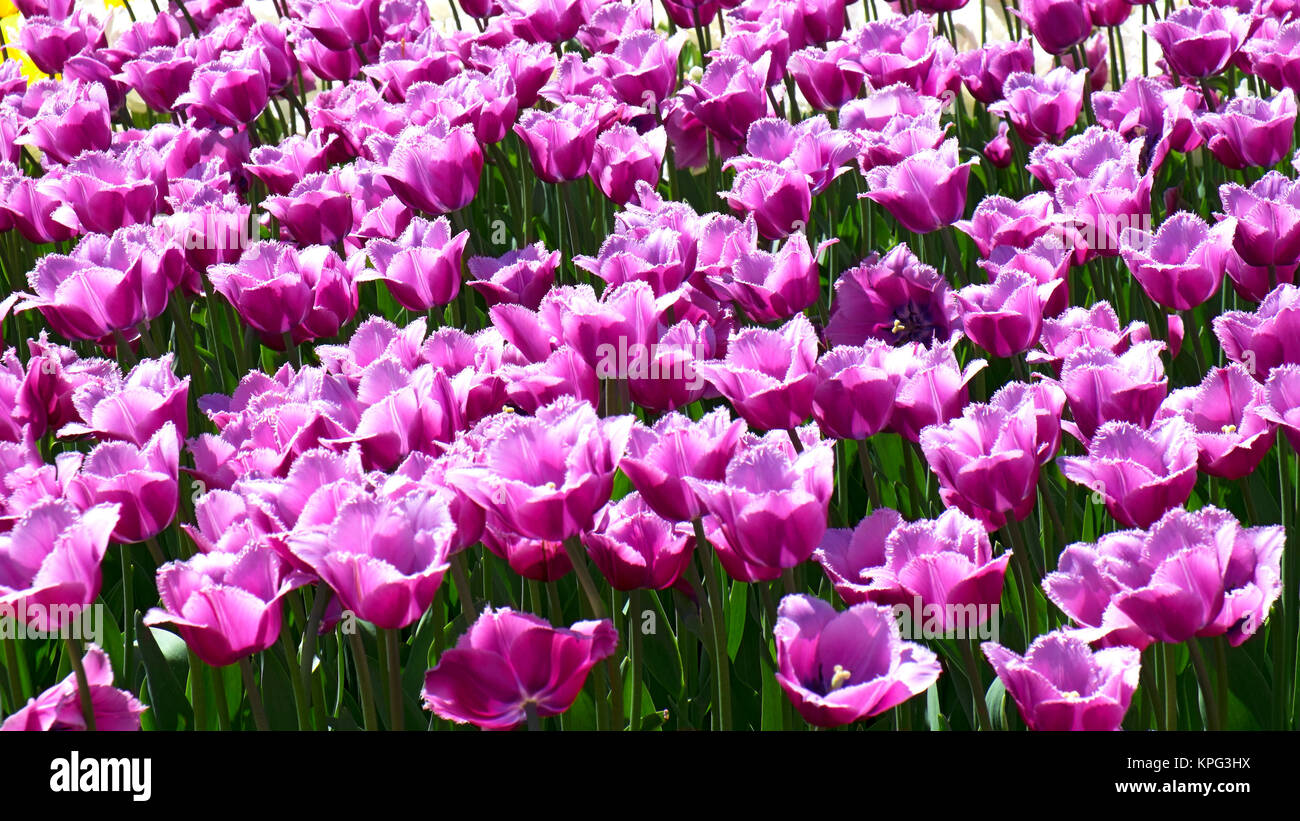 Violet tulips for background Stock Photo - Alamy