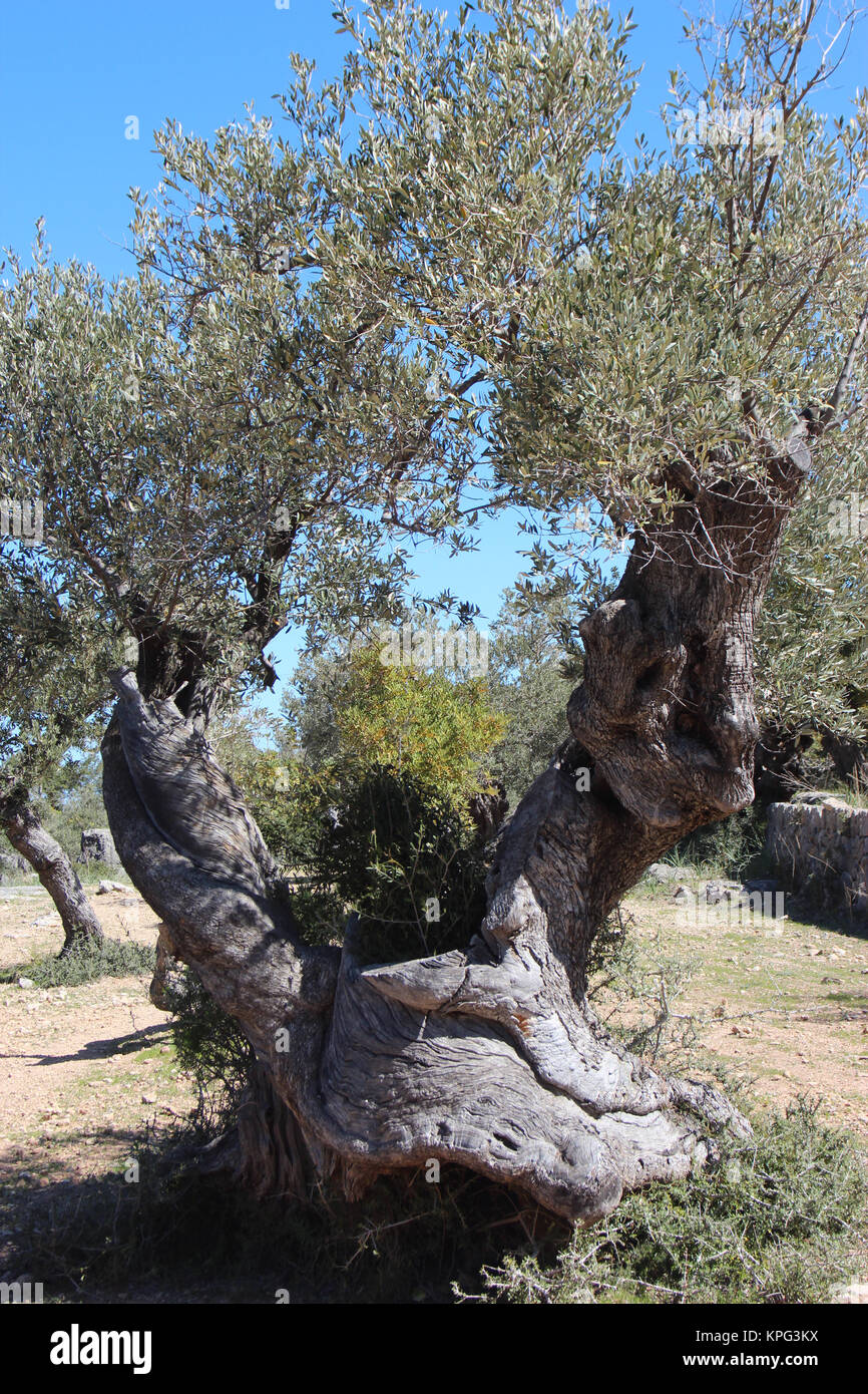 alter Olivenbaum auf Mallorca Stock Photo - Alamy
