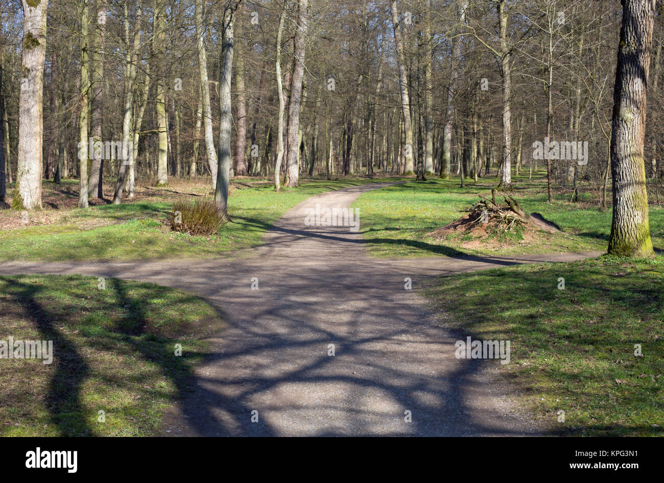 Right or left or straight? A crossroads in the forest Stock Photo - Alamy