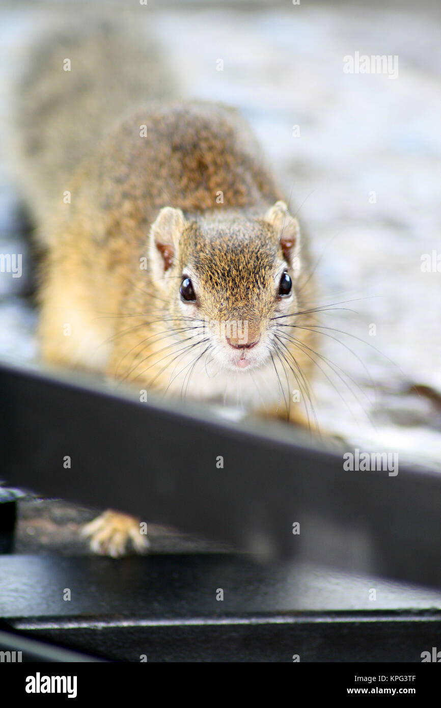 Mabalingwe, front view of a tree squirrel, Paraxerus cepapi Stock Photo ...