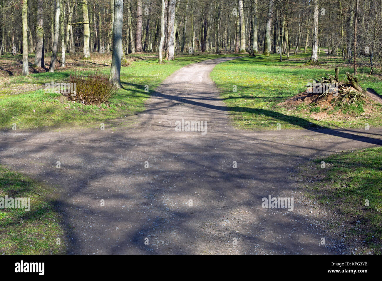 Right or left or straight? A crossroads in the forest Stock Photo - Alamy