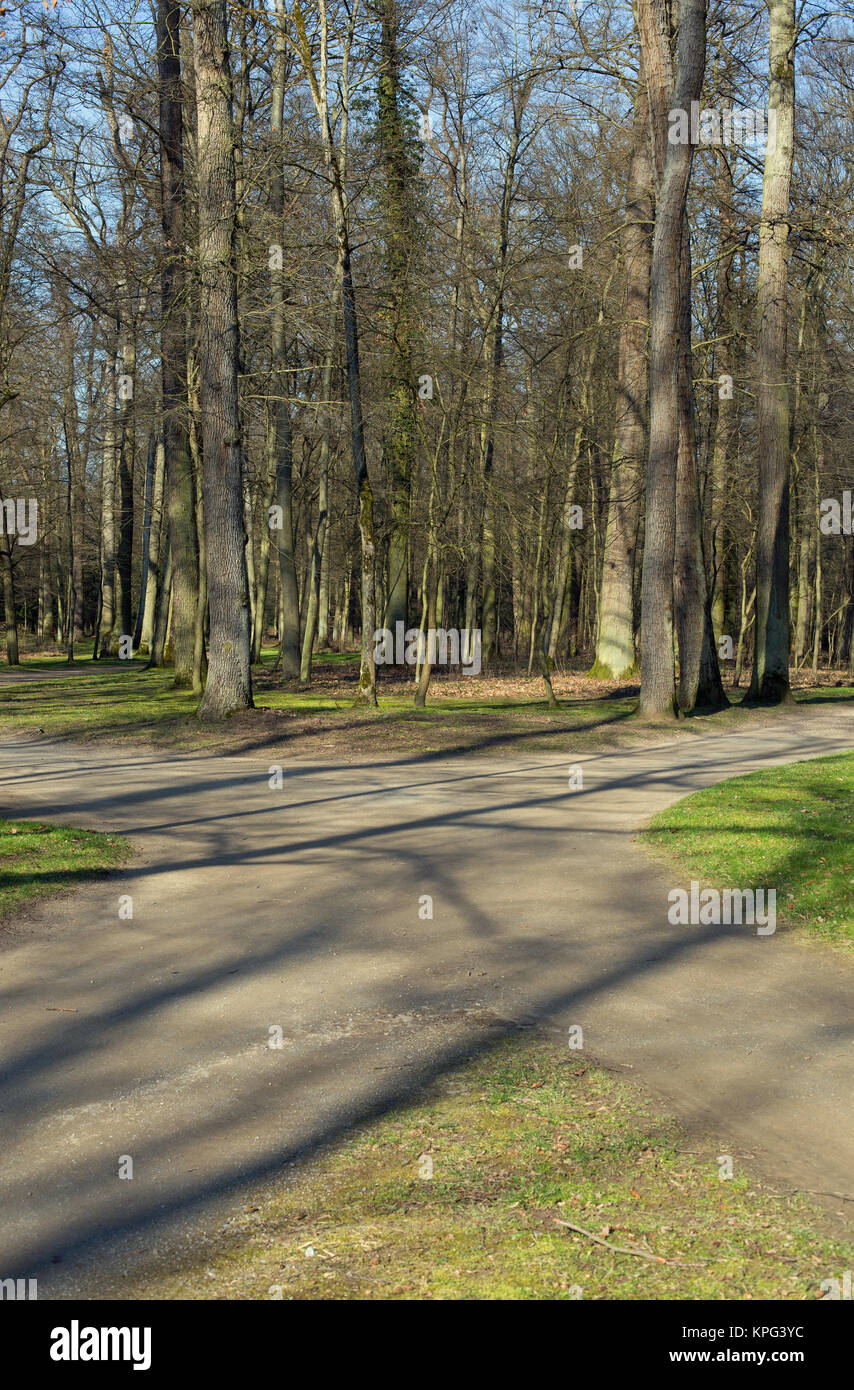 Right or left or straight? A crossroads in the forest Stock Photo - Alamy