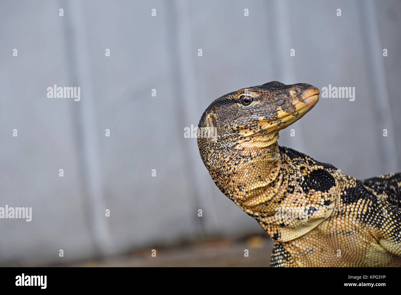 Asian water monitor varan hi-res stock photography and images - Alamy