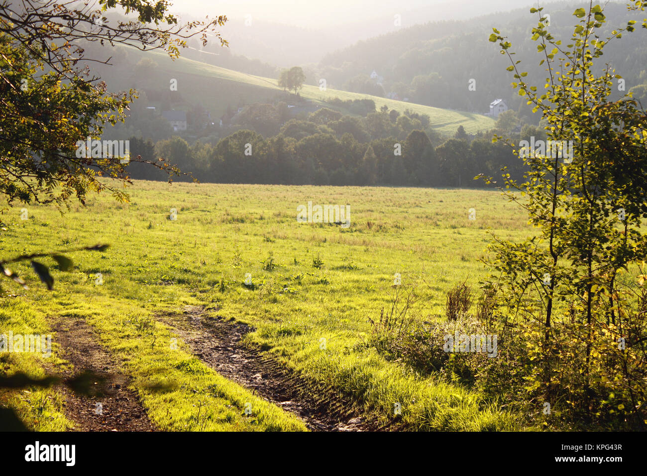 forest light way Stock Photo - Alamy