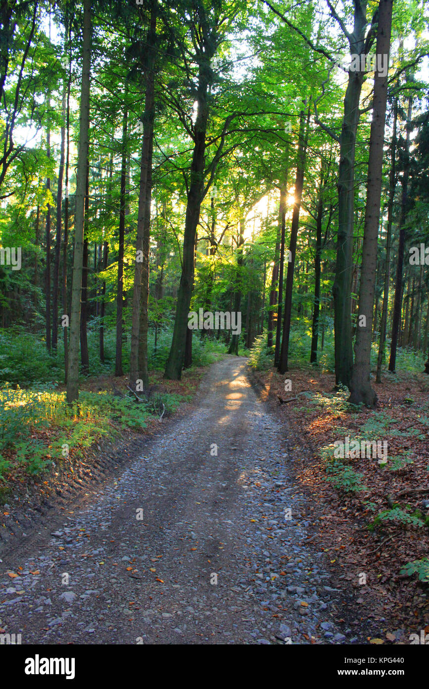 forest light way Stock Photo - Alamy