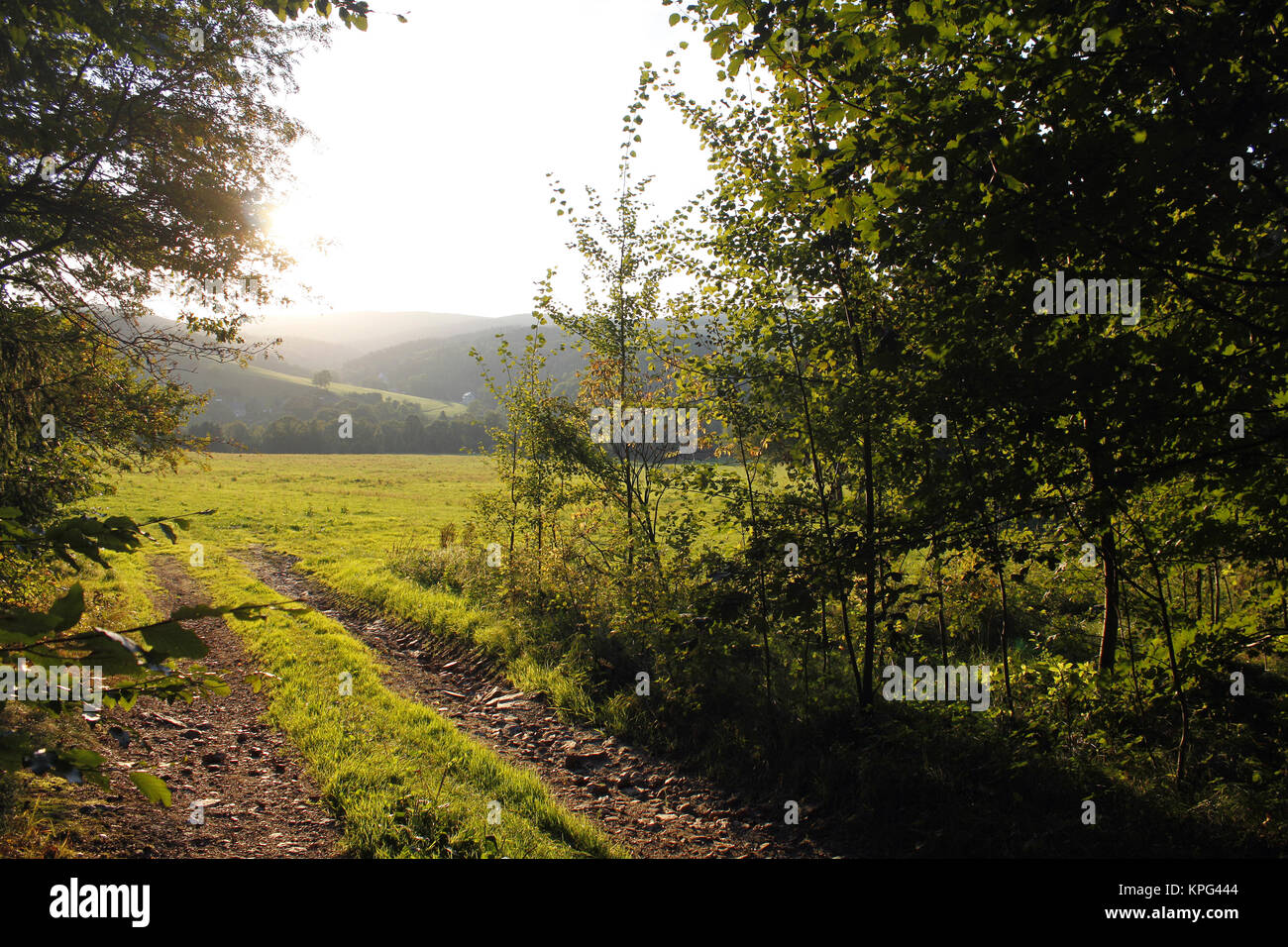 forest light way Stock Photo - Alamy