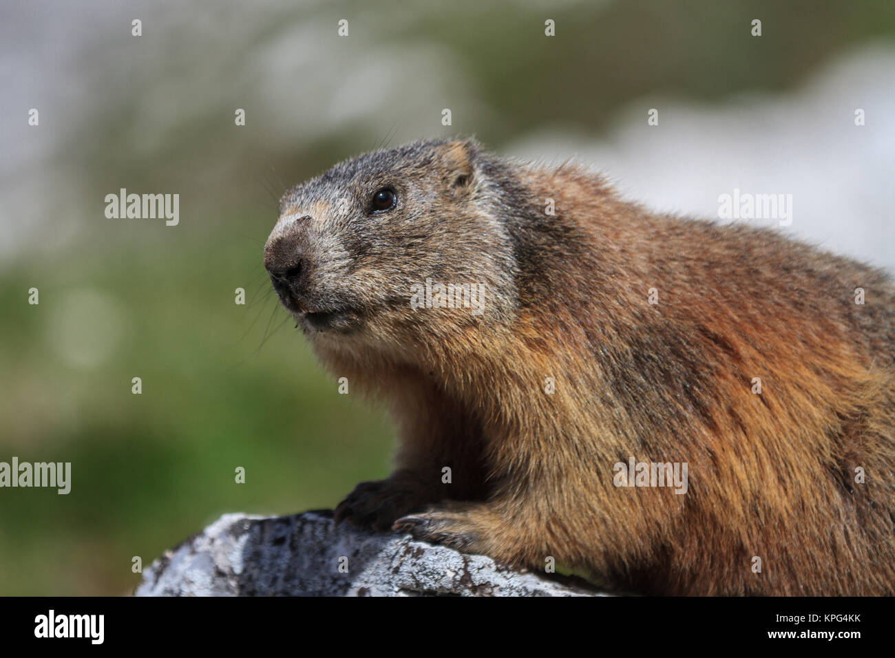 Alpine marmot - Marmota marmota Stock Photo - Alamy