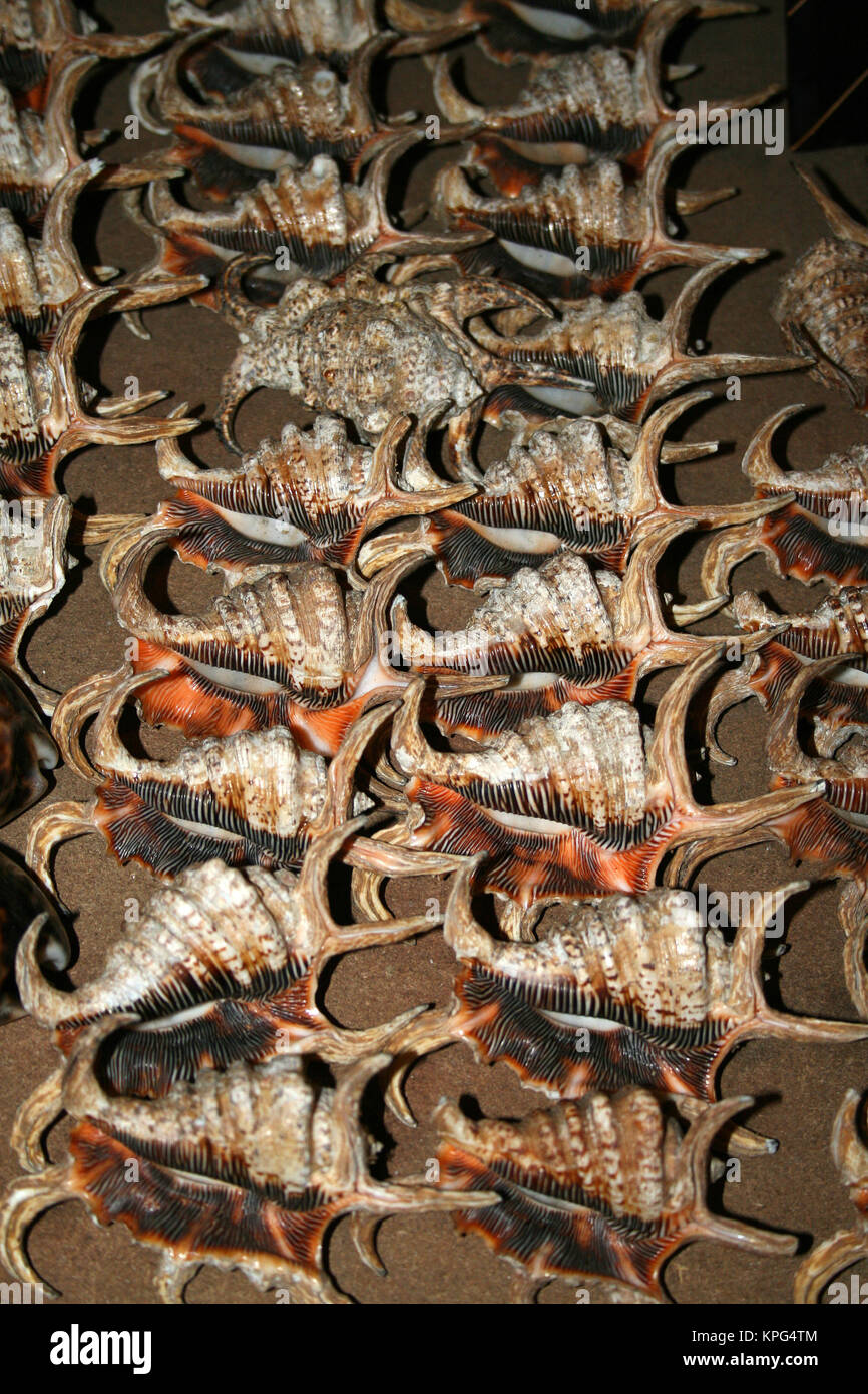 Souvenir shells hi-res stock photography and images - Alamy