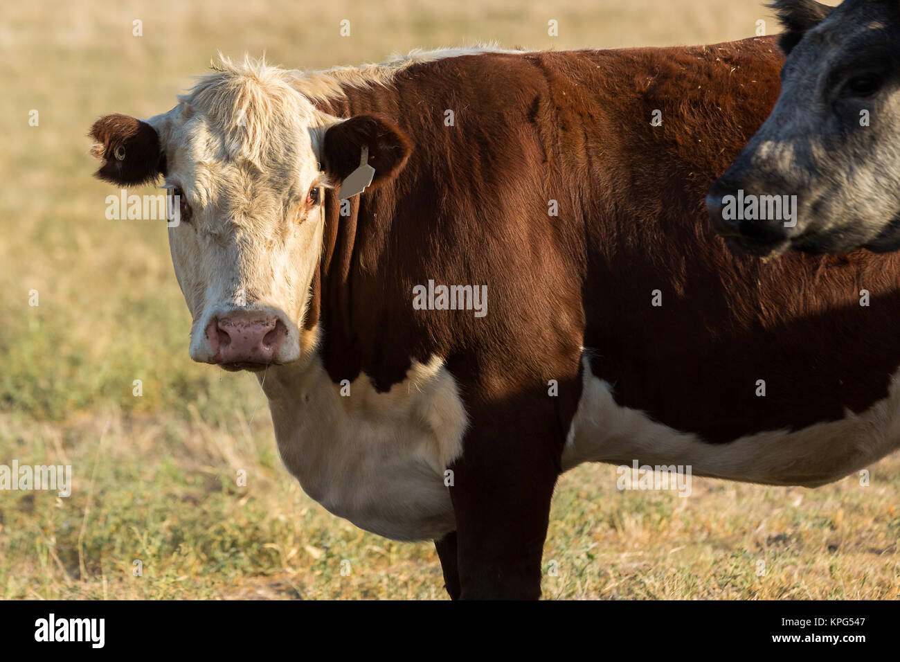 Cattle in field Stock Photo - Alamy
