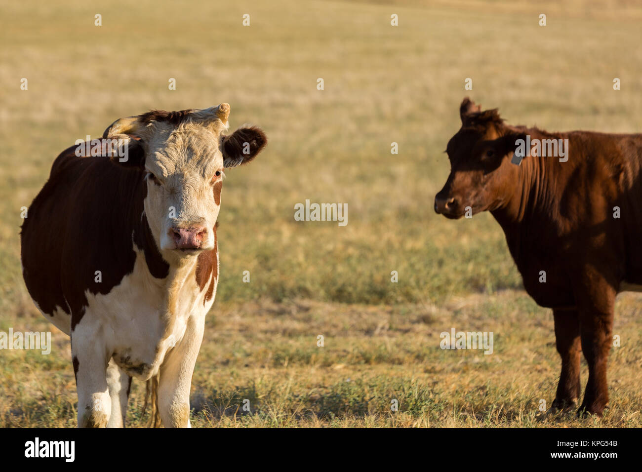 Cattle in field Stock Photo - Alamy