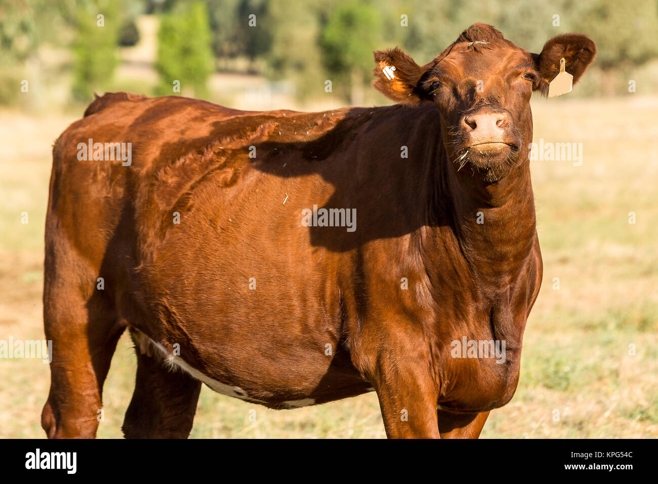 Cattle in field Stock Photo - Alamy