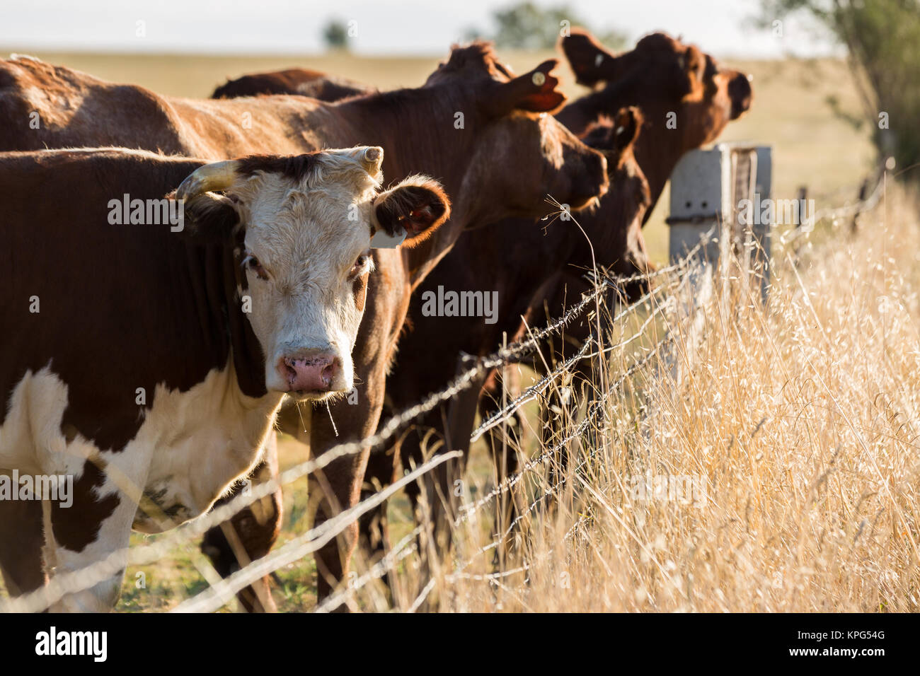 Cattle in field Stock Photo - Alamy