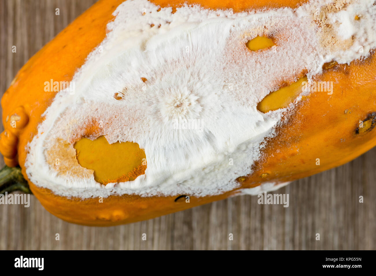 Food putrefaction hi-res stock photography and images - Alamy