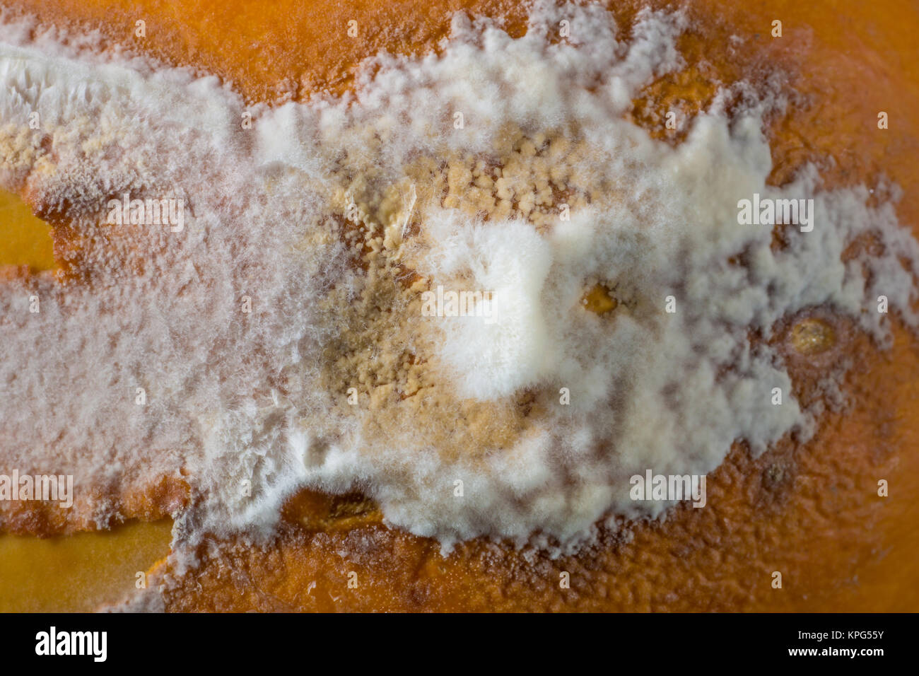 Food putrefaction hi-res stock photography and images - Alamy