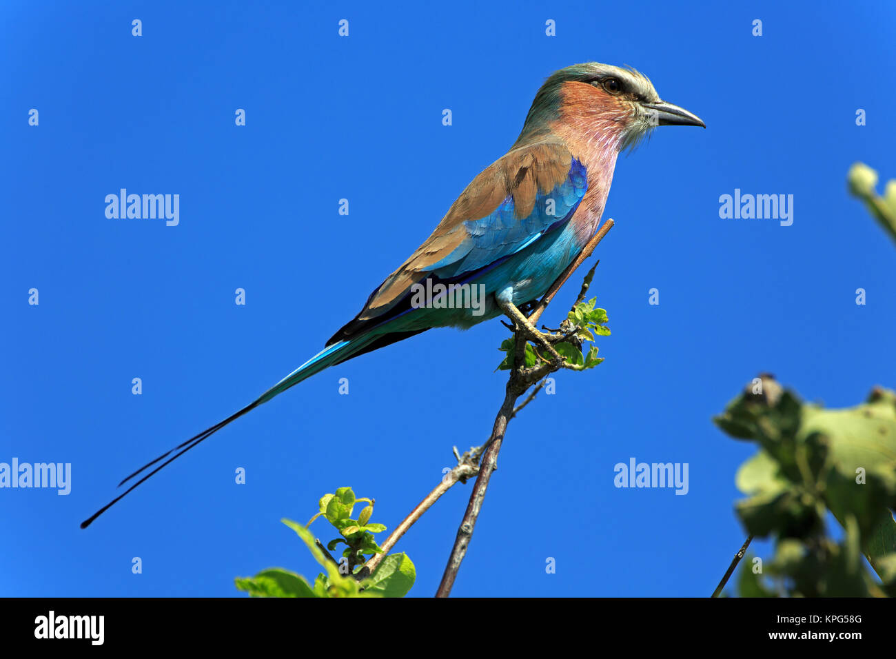 Racke bird hi-res stock photography and images - Alamy