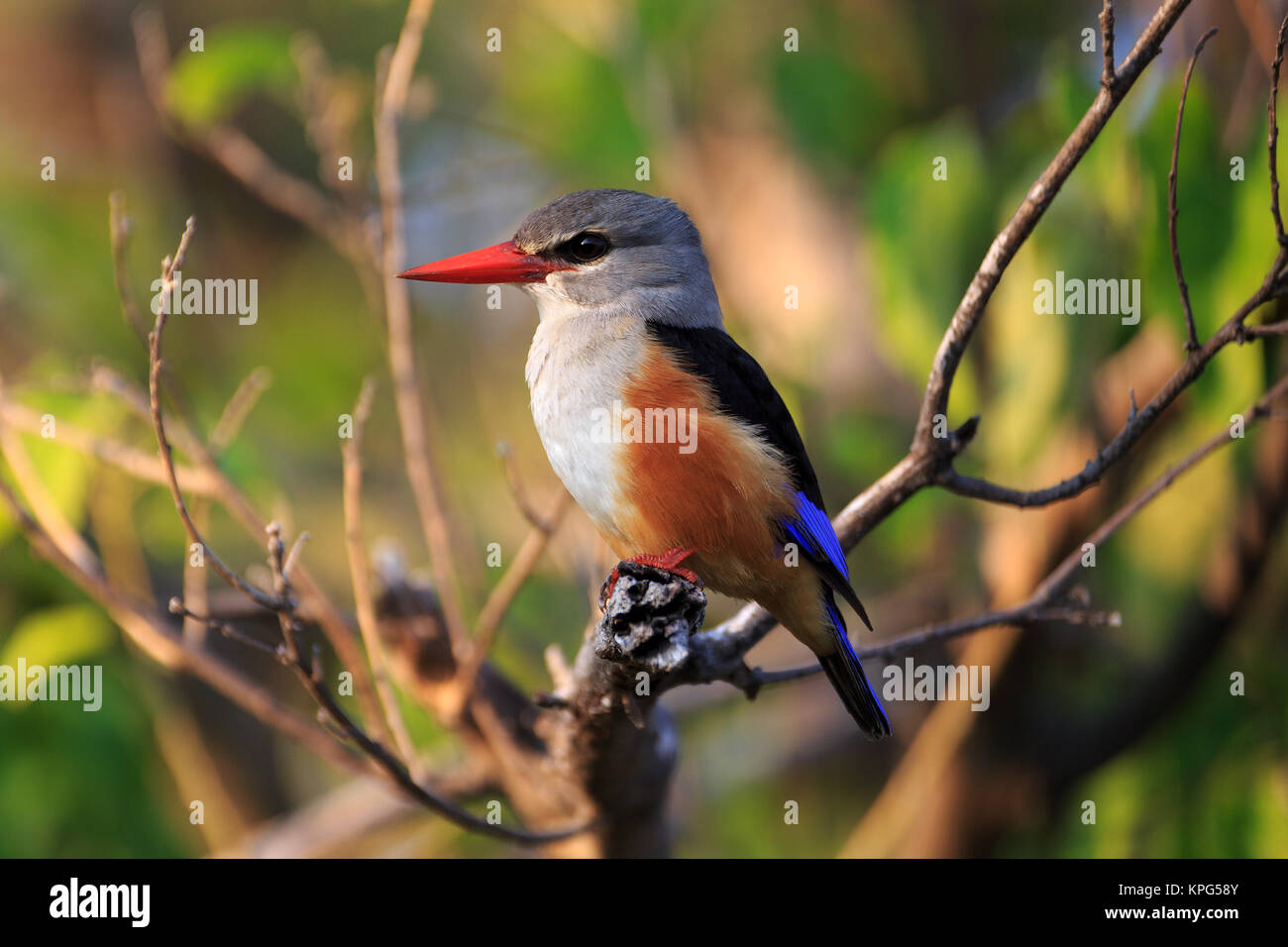 Greyhooded kingfischer hi-res stock photography and images - Alamy