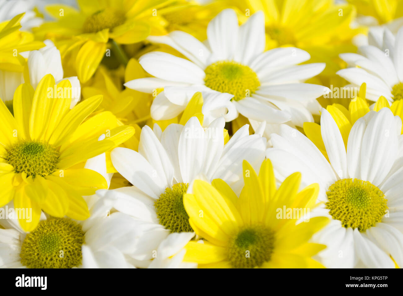 yellow white paper flowers seamless background Stock Photo - Alamy