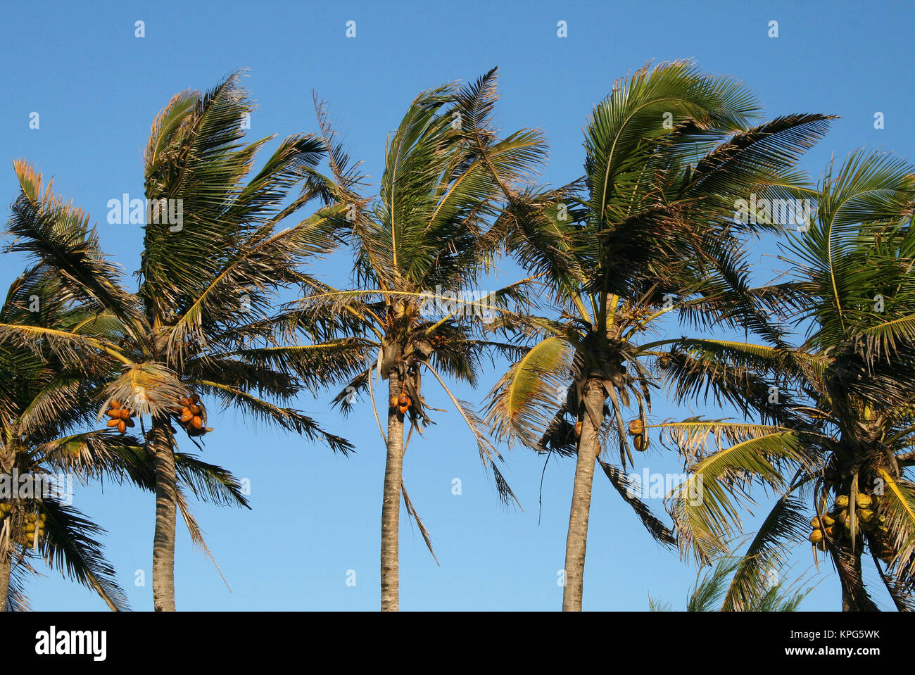 Wind Blowing Coconut Trees