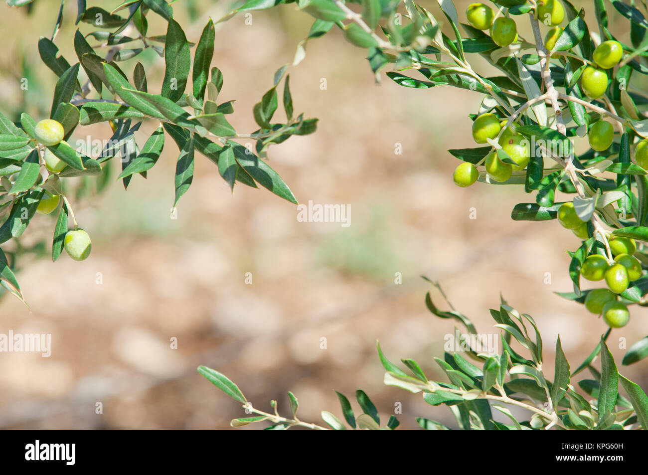 Mediterranean olive hi-res stock photography and images - Alamy
