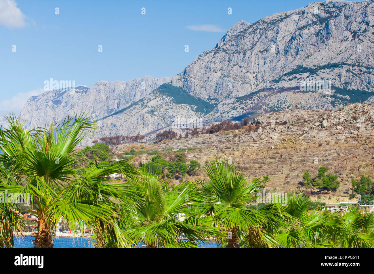 White , rocky mountains at Adriatic seacoast with palm trees, Dalmatia ...