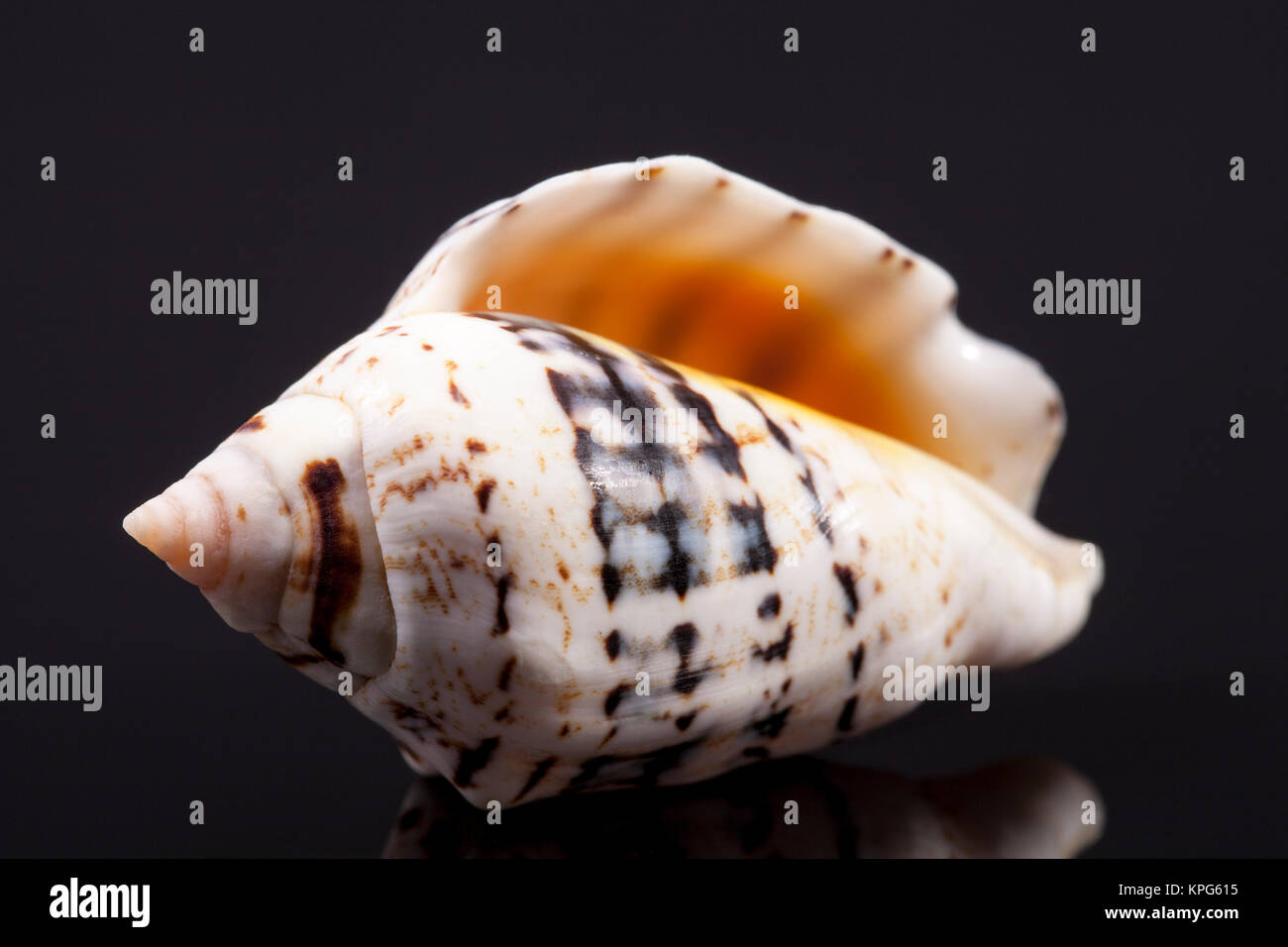 single seashell isolated on black background Stock Photo - Alamy