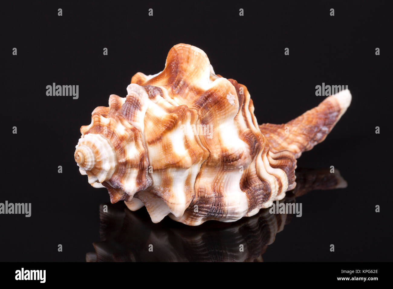 sea shell of horse conch isolated on black background Stock Photo - Alamy