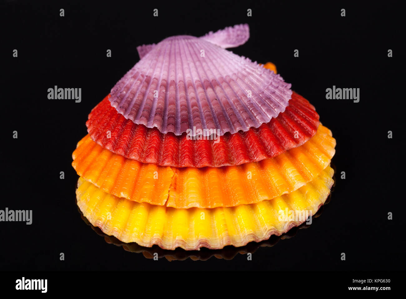 some colorful sea shells of mollusks isolated on black background Stock ...