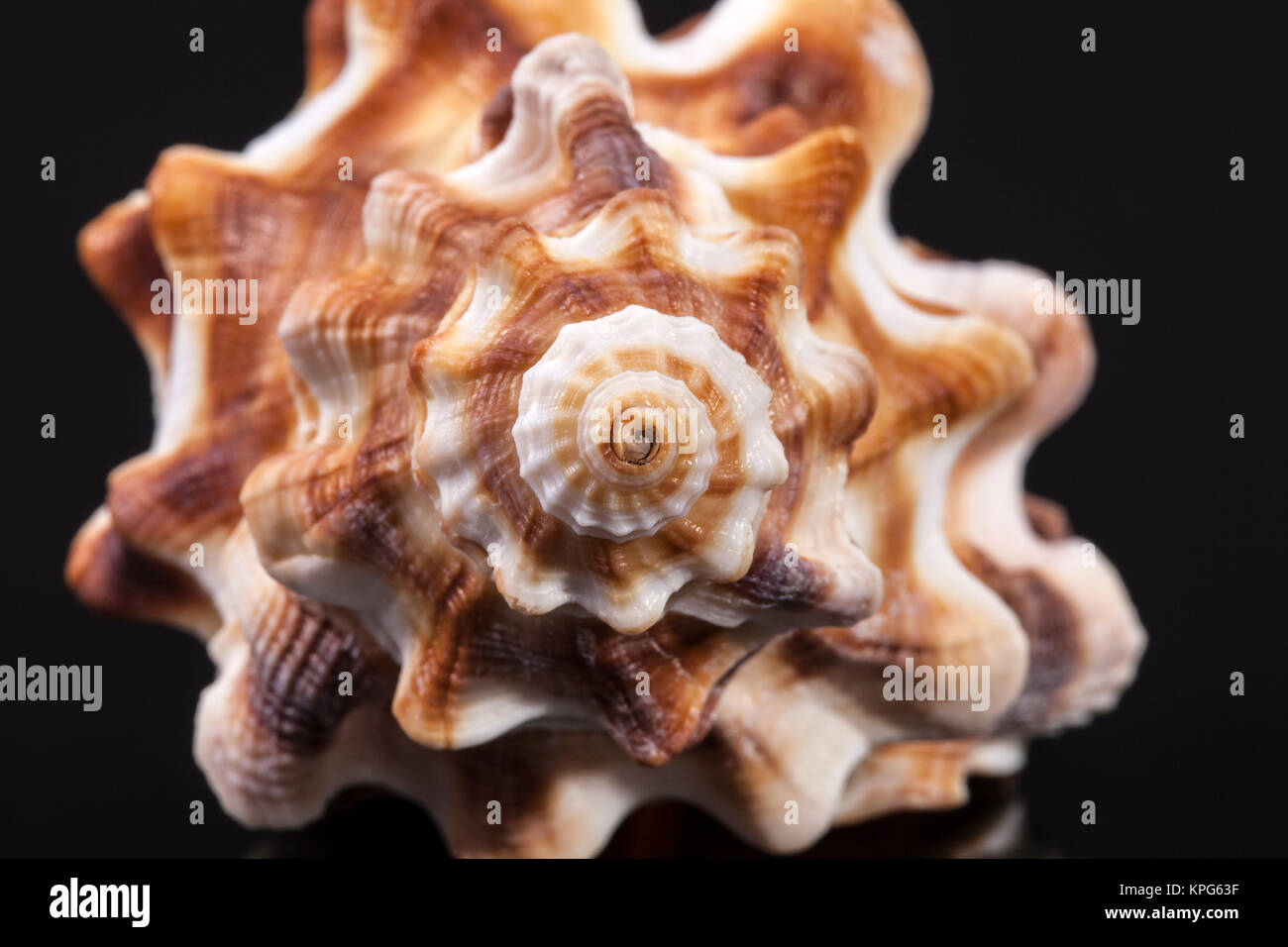 seashell of horse conch isolated on black background Stock Photo - Alamy