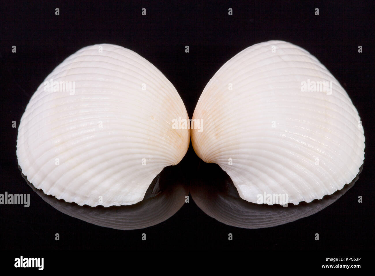 two white seashells isolated on white background Stock Photo - Alamy